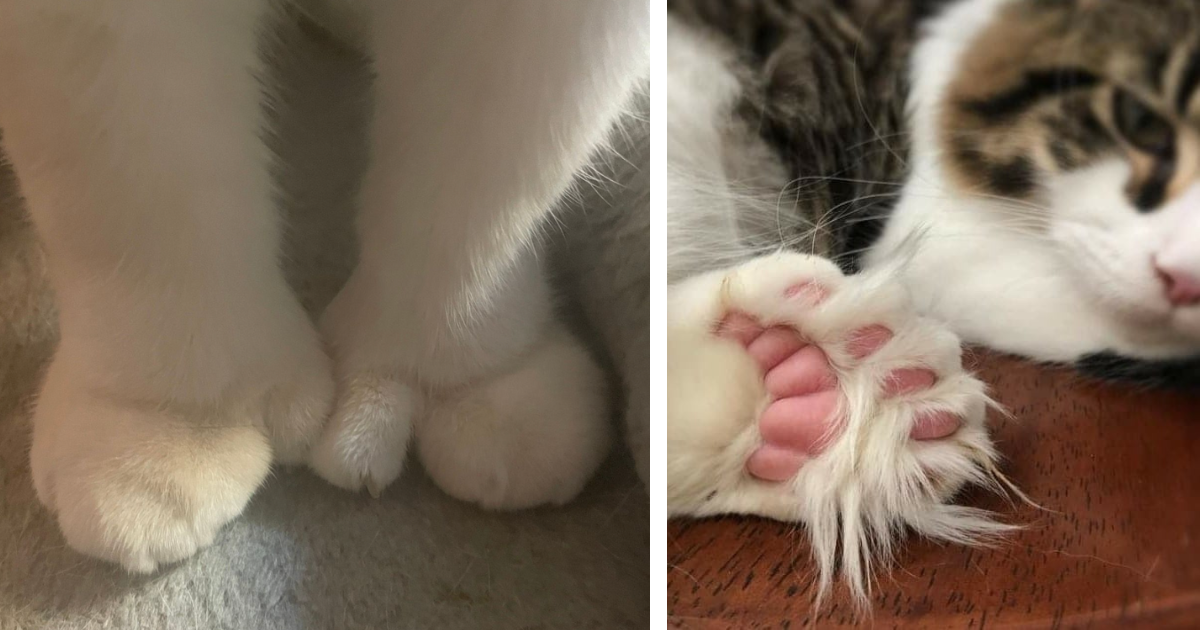 I Can Has Cheezburger? - toe beans - Funny Animals Online - Cheezburger