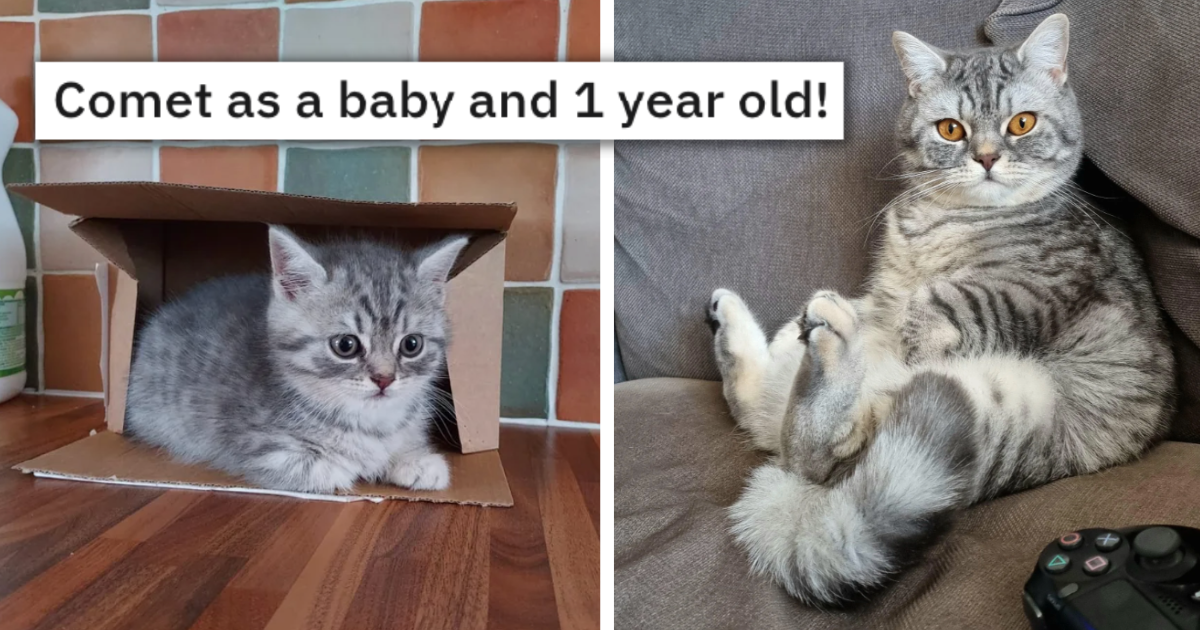 22 Photos Of Kitty-Cat Glow Ups: From Kitten To Cat In A Split Second ...