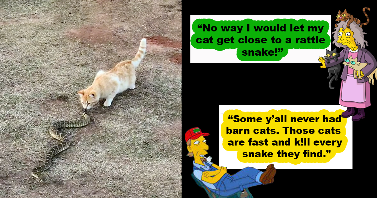 FAIL Blog - snake - Epic FAILs funny videos - Funny Fails - Cheezburger