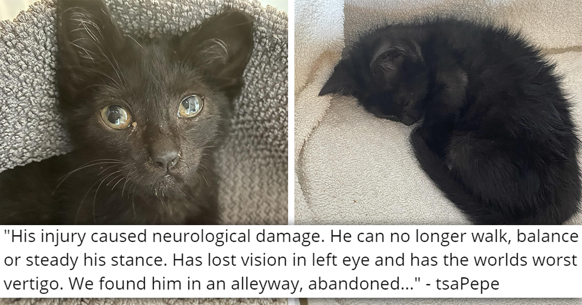 Injured Kitten With Neurological Damage That Was Abandoned By Its ...