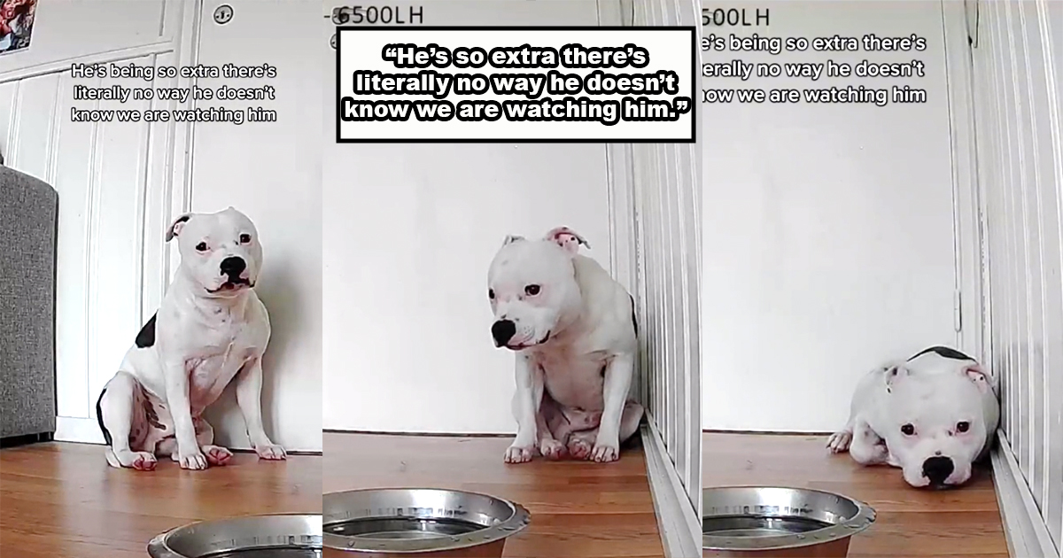 'He deserves an Oscar for best dog cam performance of the year': Dog ...