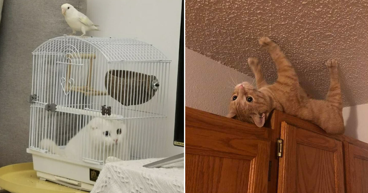 Memebase - Page 7 - All Your Memes In Our Base - Funny Memes - Cheezburger