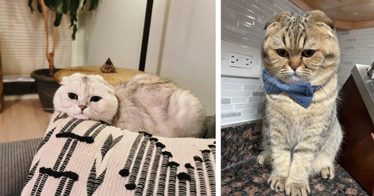 End The Weekend On A Good Note With Some Feline Appreciation: 14 ...