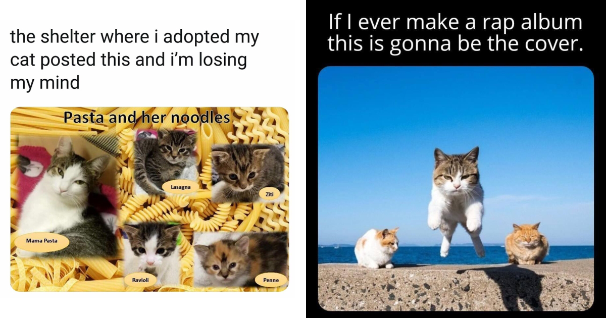 An Adorable Assortment of Cat Memes - Memebase - Funny Memes