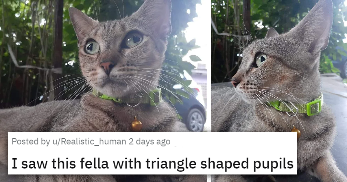 Cat Medley: Cuteness Galore, Funnies, Rescues, And Appreciation - I Can ...