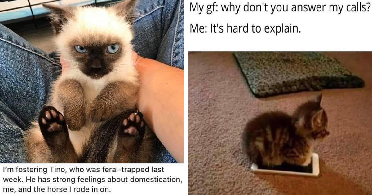 Halfway To Caturday: Purrfectly Funny Cat Memes And Tweets - I Can Has ...