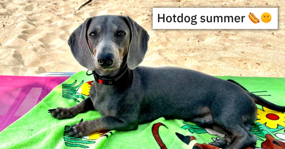 12 Hotdoggo Dachshunds Soaking In The Summer Sun And Simply Vibing ...