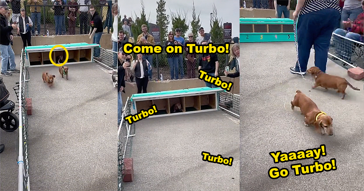 Animal Comedy - dog-race - Animal Comedy - Animal Comedy, funny animals ...