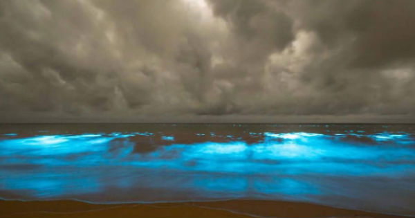 Bioluminescence Algae Has Been Putting on a Show Recently and It's ...