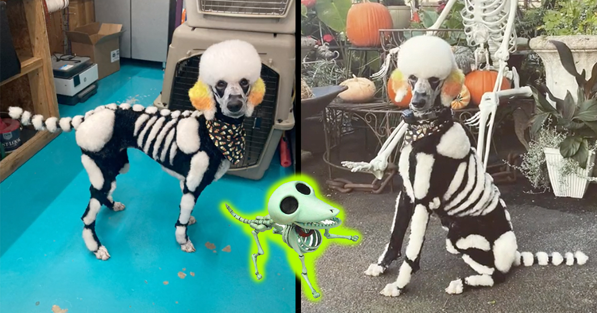 Professional Dog Groomer Transforms Her Poodle into the Most Amazing ...