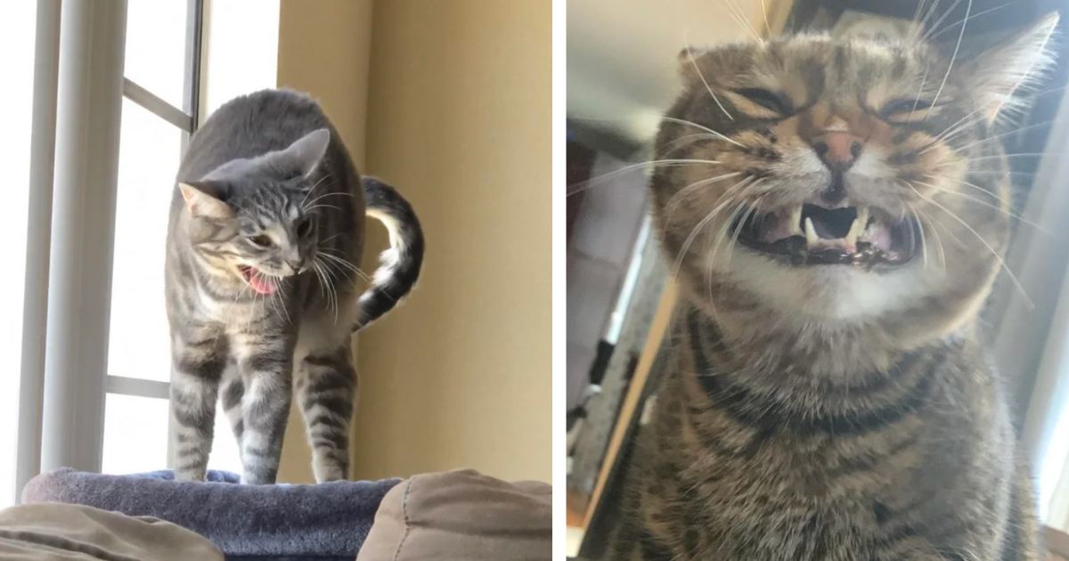13 Scrungy Cats That Are Completely Out Of It But Supposedly Really ...