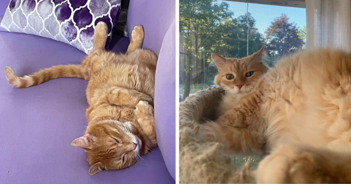 Cat Owners Showcase Photos Of Their Orange Cats And Expose Their ...