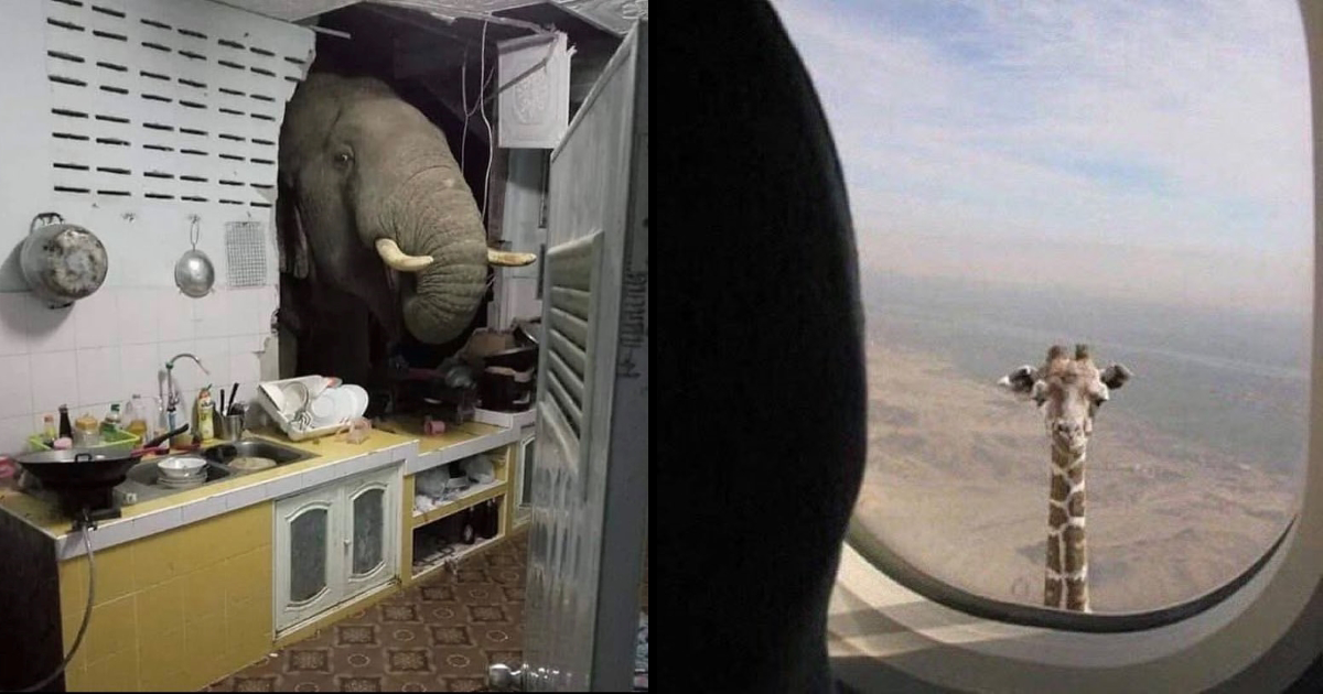Goofy Examples of Animals in Places They Aren't Supposed to Be ...
