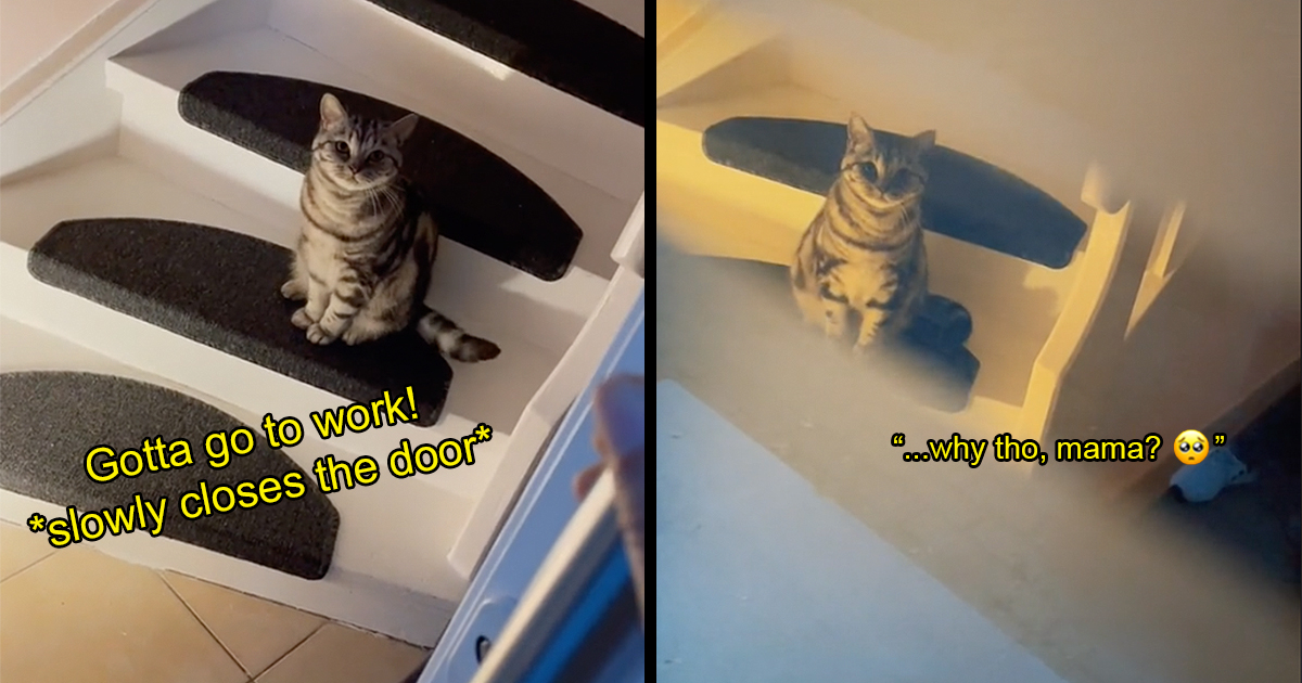 I Can Has Cheezburger? - lolcats - Funny Animals Online - Cheezburger