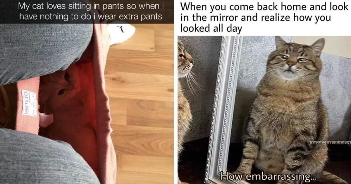 An Open Invitation To Come Sashay At The Caturday Partay: Fresh And ...