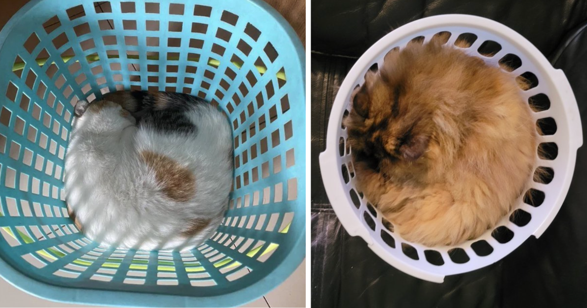 12 Liquid Cats Settling Comfortably In All Sorts Of Bowls, Baskets, And ...