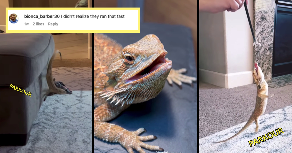 Animal Comedy - lizard-pets - Animal Comedy - Animal Comedy, funny animals, animal gifs ...