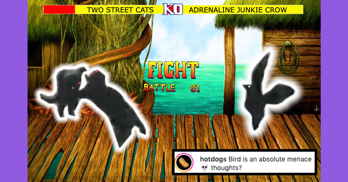 Mischievous Crow Starts an Epic Street Battle Between Two Cats - Animal ...