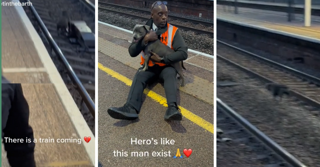 Heroic Employee Saves Lost Doggo on the Train Tracks From Incoming ...