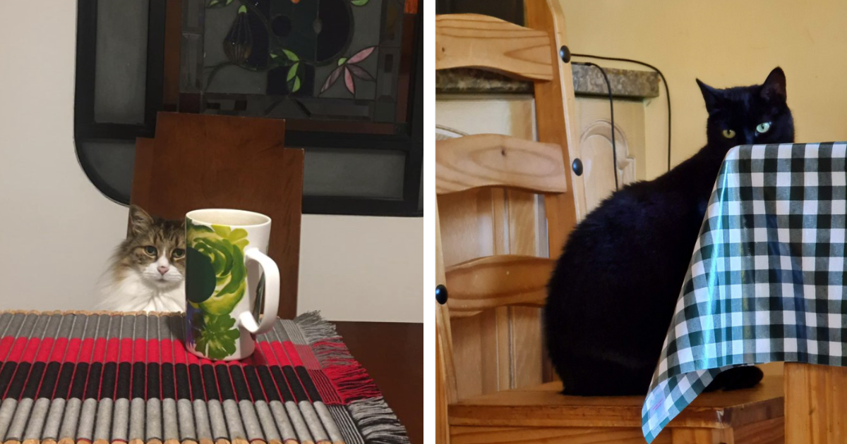 19 Cats That Have Their Own Seat At The Dinner Table - I Can Has ...