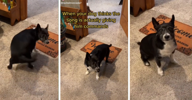 Musically Talented Dog Performs Tricks to ‘Total Eclipse of The Heart ...