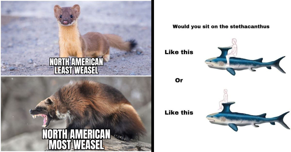 Animal Memes for Those Who Know What Comes After Genus & Species ...
