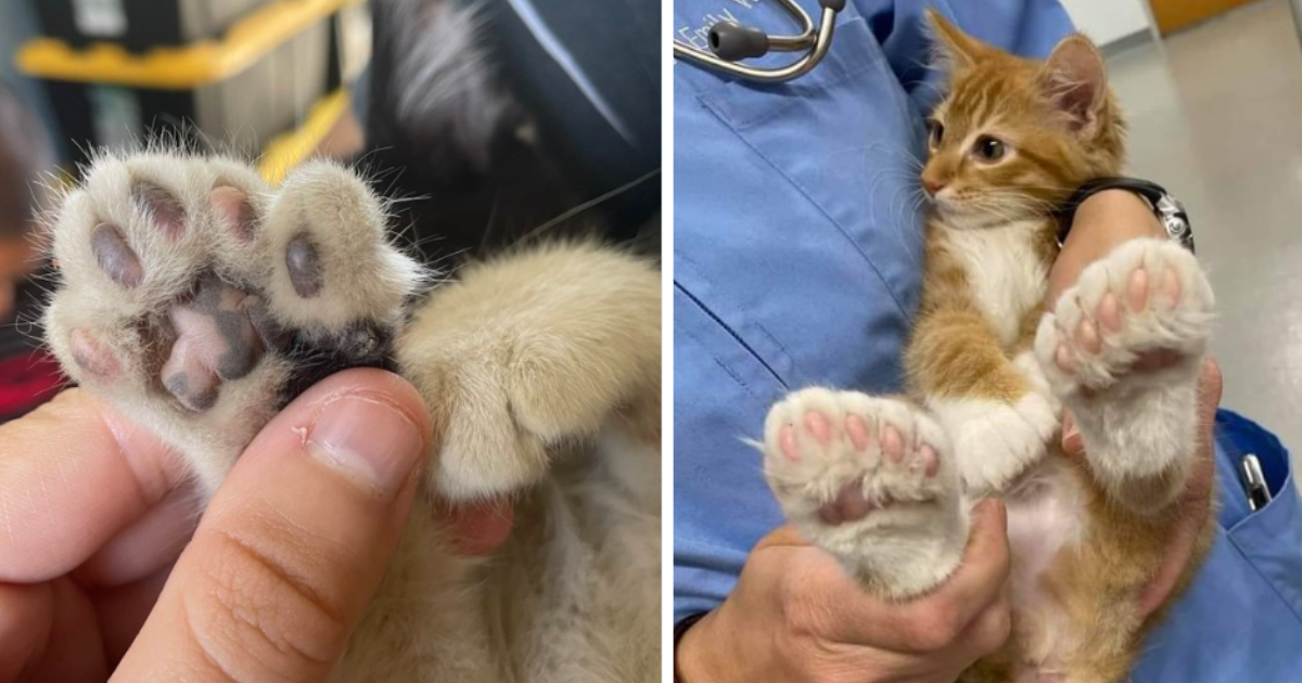 Harvest Season Is Here And The Feline Beans Are Looking Fresh And ...