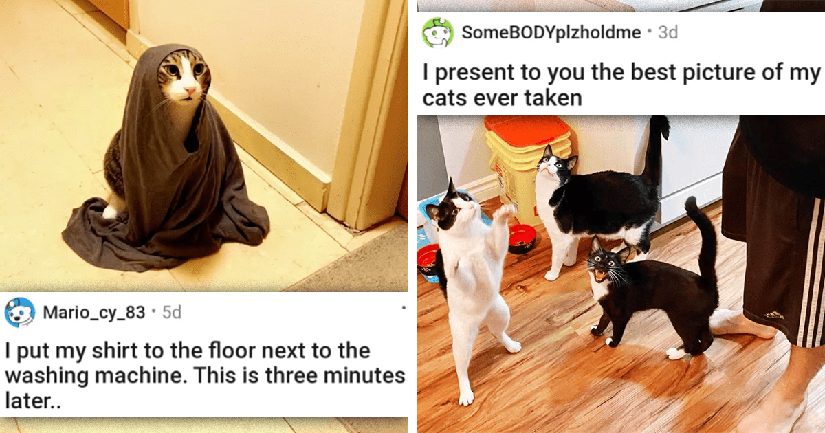 I Can Has Cheezburger? - Funny Animals Online - Cheezburger