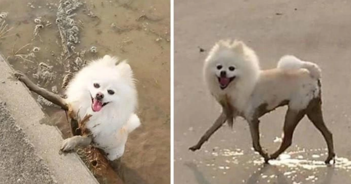 27 Good Doggos Take A Volcanic Mud Bath For Self-Care And Relaxation ...