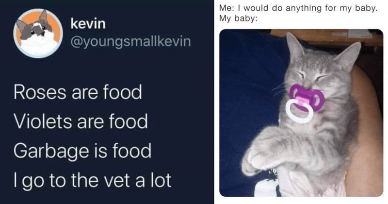 A Splendid Selection Of Wholesome Cat Memes To Warm The Soul - I Can ...