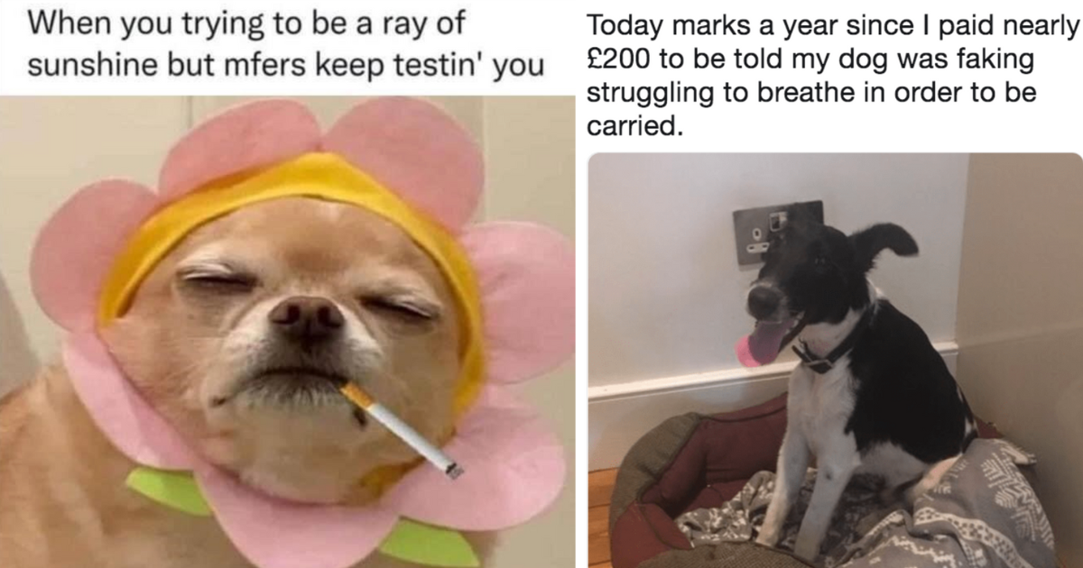 Bridging The Gap Between Work Week And Weekend With Delightful Doggo ...