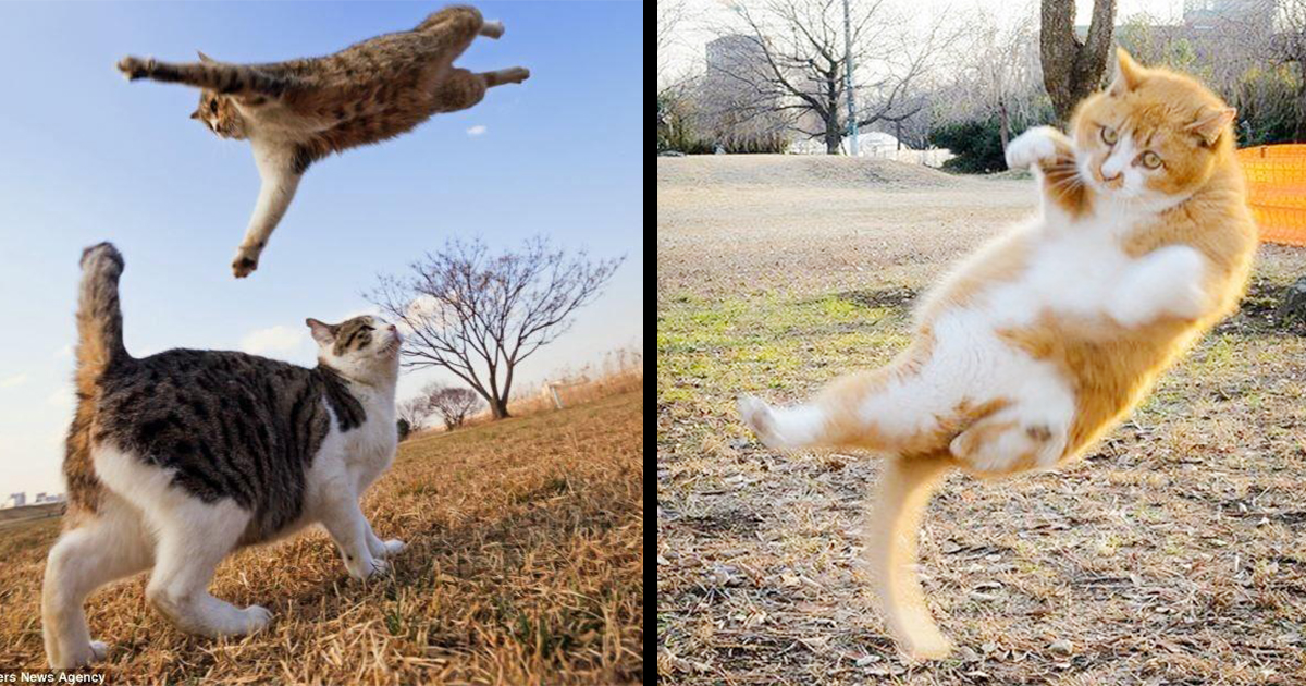 18 Priceless Pictures of Cats Caught in Action - Animal Comedy - Animal ...