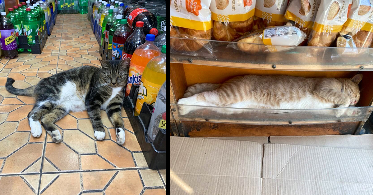 Unbothered Convenience Store Cats Who Love to Chill Just About Anywhere ...