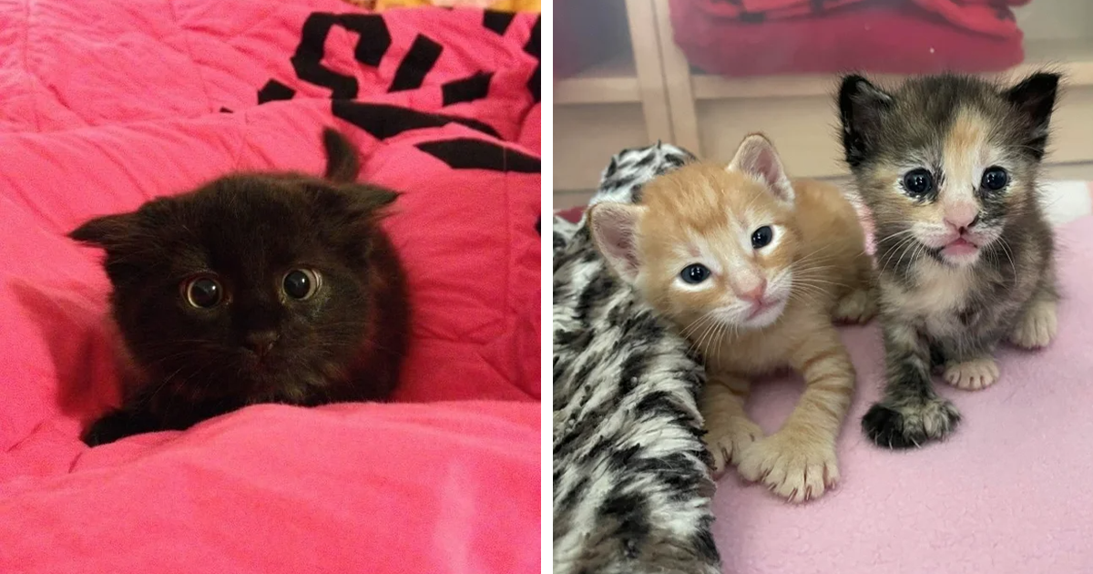 20 Cutest Kittens Of The Week: The Tiniest Fluffiest Criminals (August ...