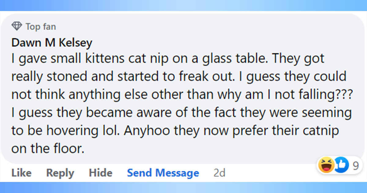 The Catnip Madness Continues: Funniest Things Cats Have Done While On ...