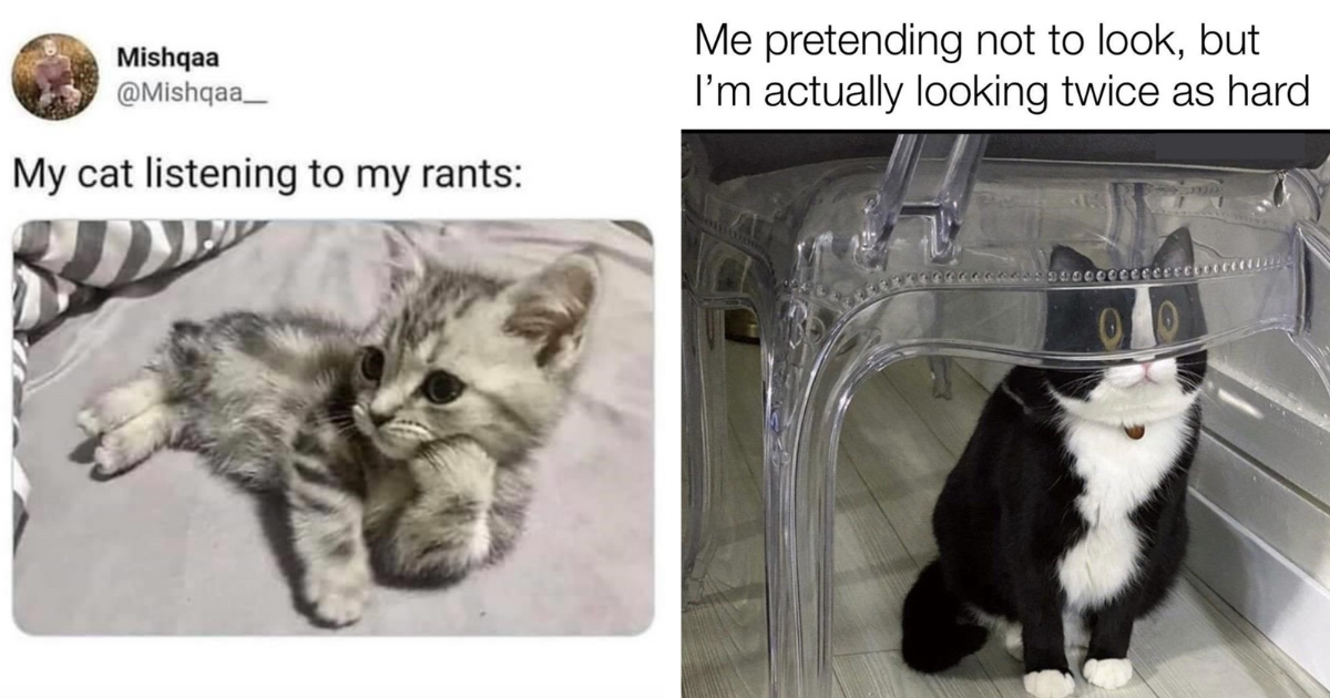 Spreading Sunday Joy With Some Silly Billy Cat Memes - I Can Has ...