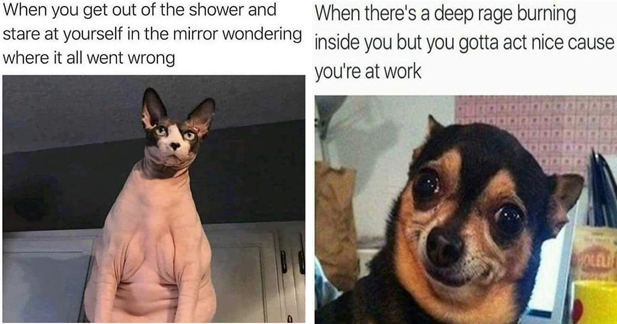 Rise And Shine With Fresh Animal Memes (August 14, 2022) - Animal ...