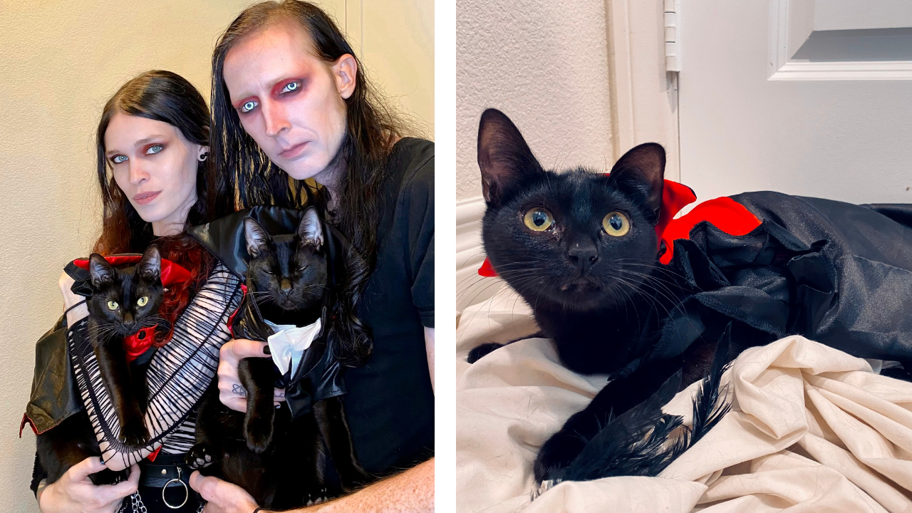 ‘Vampire’ Kittens With Rare Condition Who Cannot Be Touched By Sunlight ...