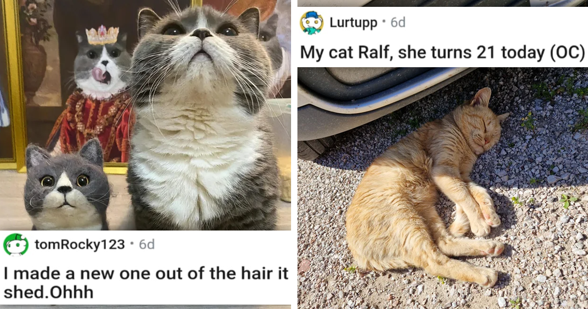 I Can Has Cheezburger? - Funny Animals Online - Cheezburger