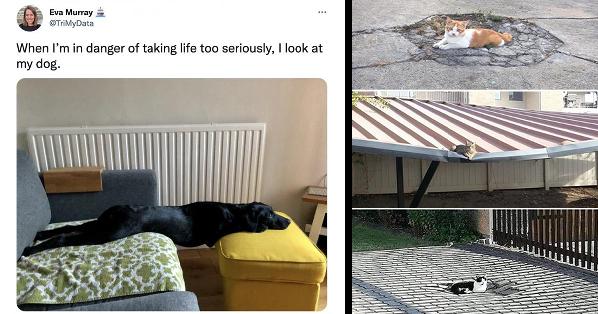 Delightful Dog & Cat Memes and Funny Pics for Animal Lovers - Animal ...