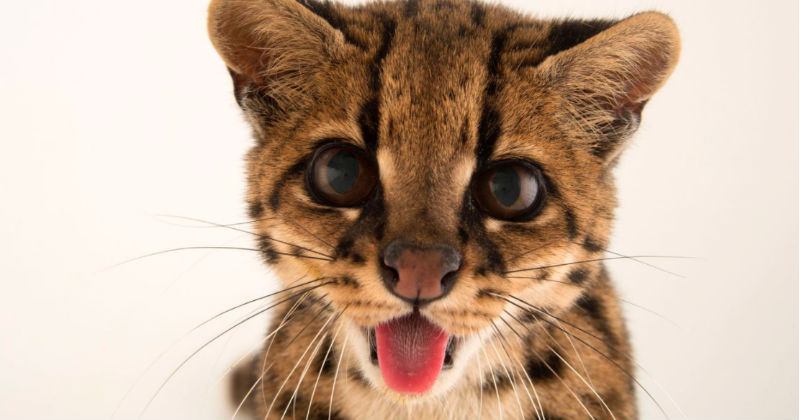 Zoo Animals Pose for Portraits and Their Personalities Really Shine - I ...