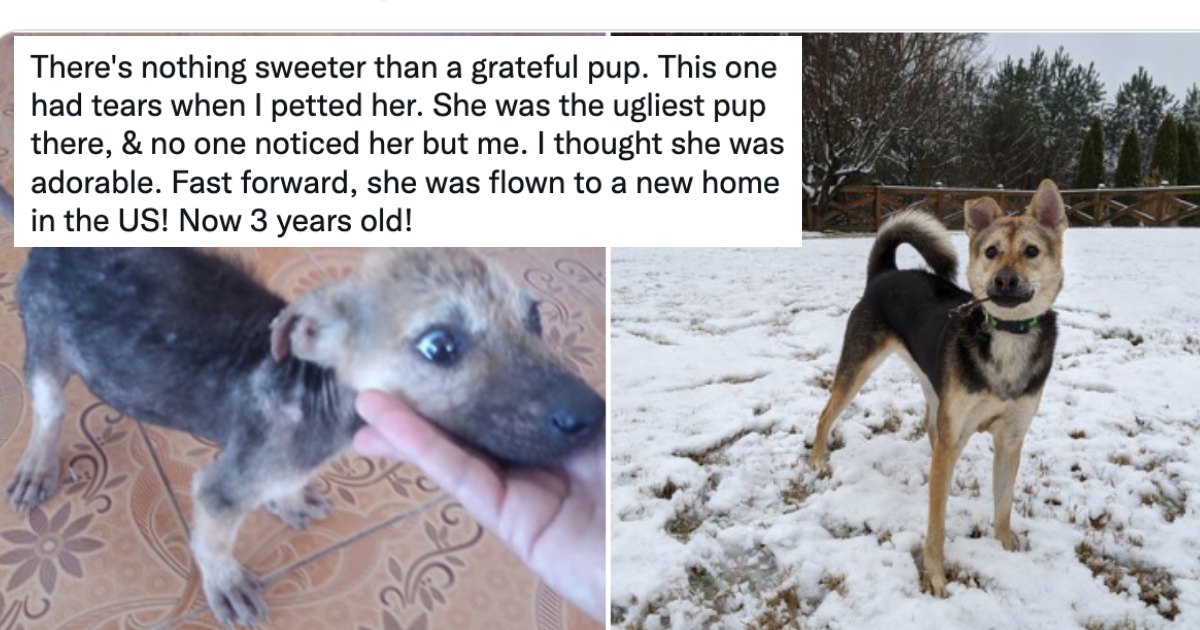 Appreciative Doggos Cry Happy Tears As They're Finally Rescued And ...