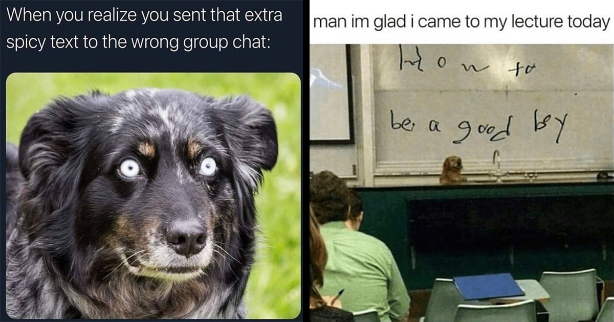 Dank Dog Memes for Anyone Having a Ruff Day - Animal Comedy - Animal ...