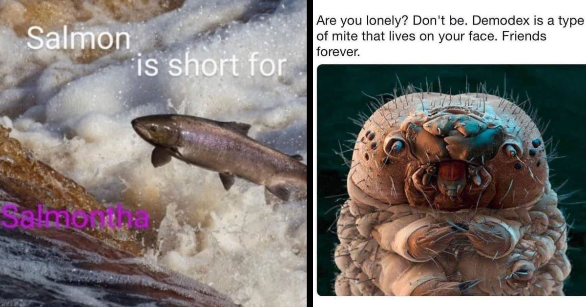 Animal Memes To Celebrate Our Furry Little Friends - Memebase - Funny Memes