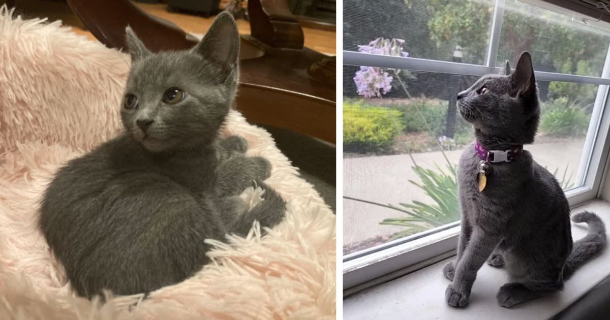 End The Weekend On A Good Note With Some Feline Appreciation: 12 ...