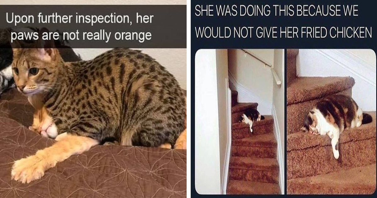 Halfway To Caturday: Purrfectly Funny Cat Memes And Tweets - I Can Has Cheezburger?