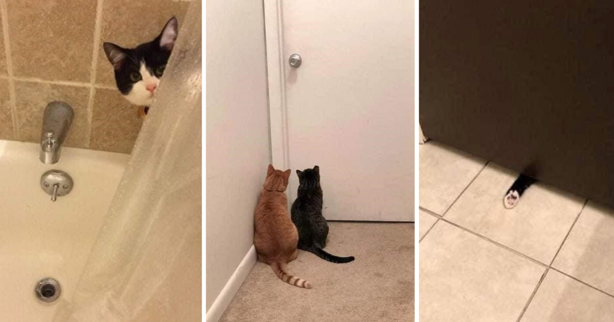 Nosy Cats That Have No Sense Of Privacy And Are Always Up In Your ...