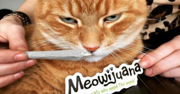 Meowijuana Is a Green Furmacy That's for Cats Only - I Can Has Cheezburger?