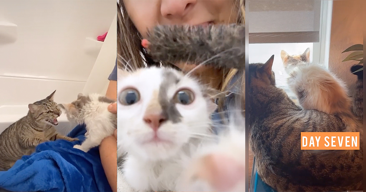 'Time, patience, and love, every situation is different': Kitten ...