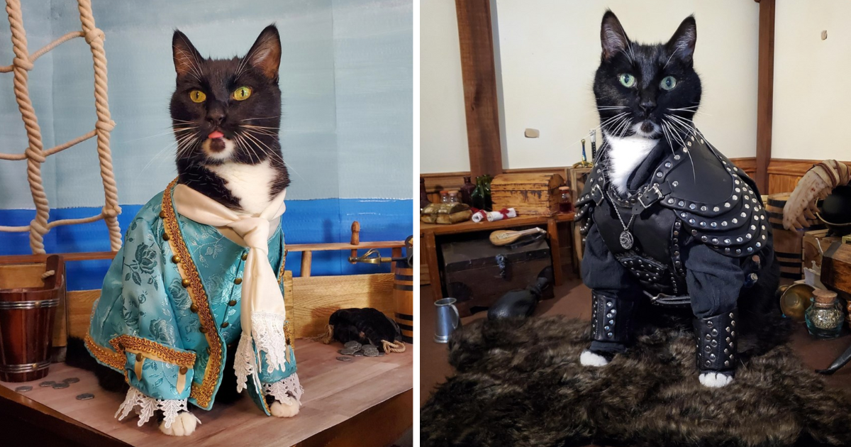 Tuxedo Cat Ditches His Tux For Cosplay Costumes (14 Pictures) - I Can ...